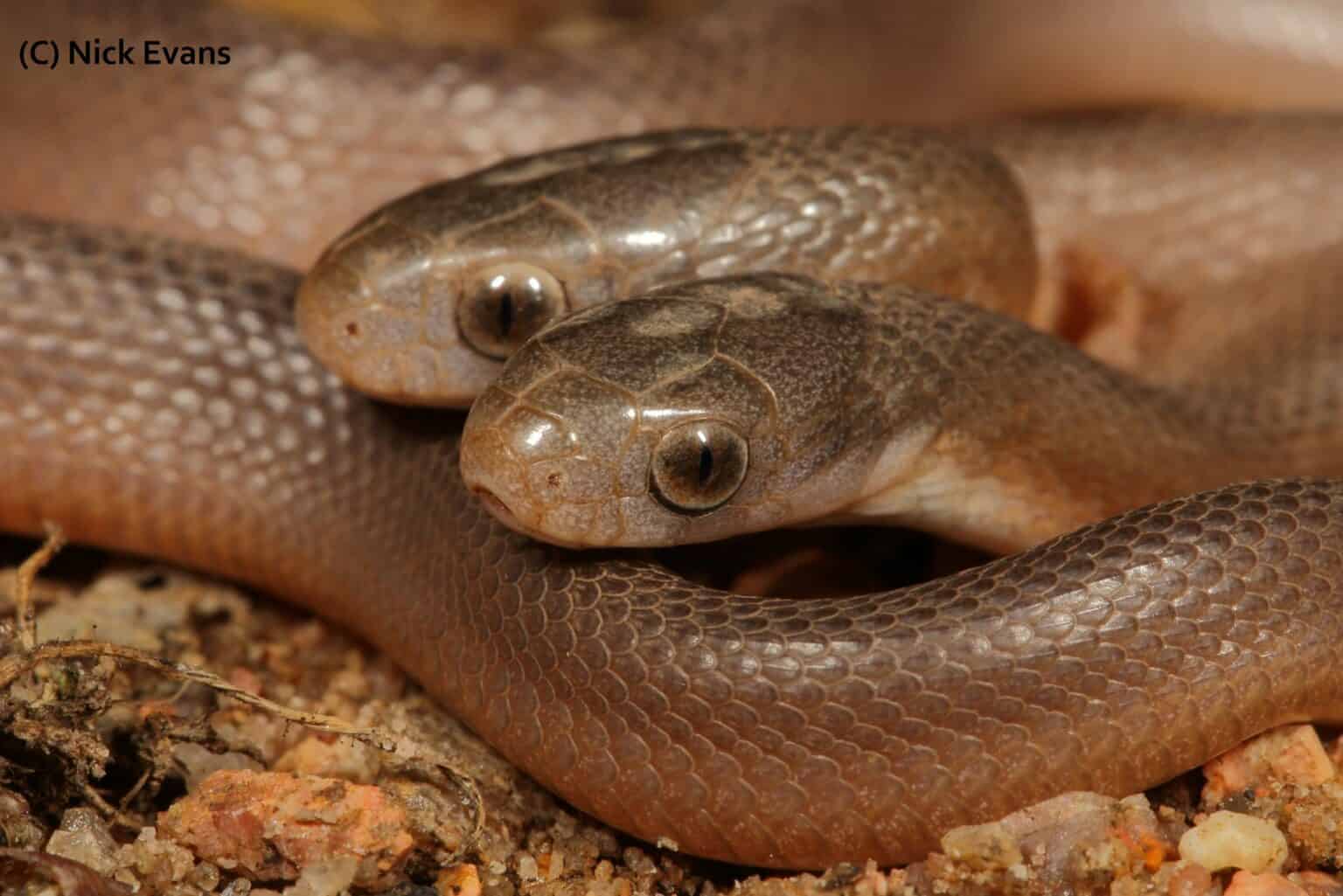 PICS: Two-headed snake found in KZN