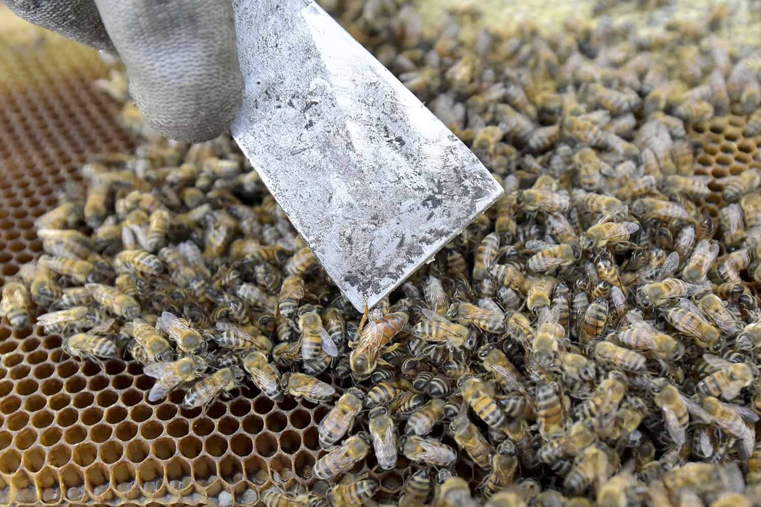 In pictures: From bee to honey - the honey making process.