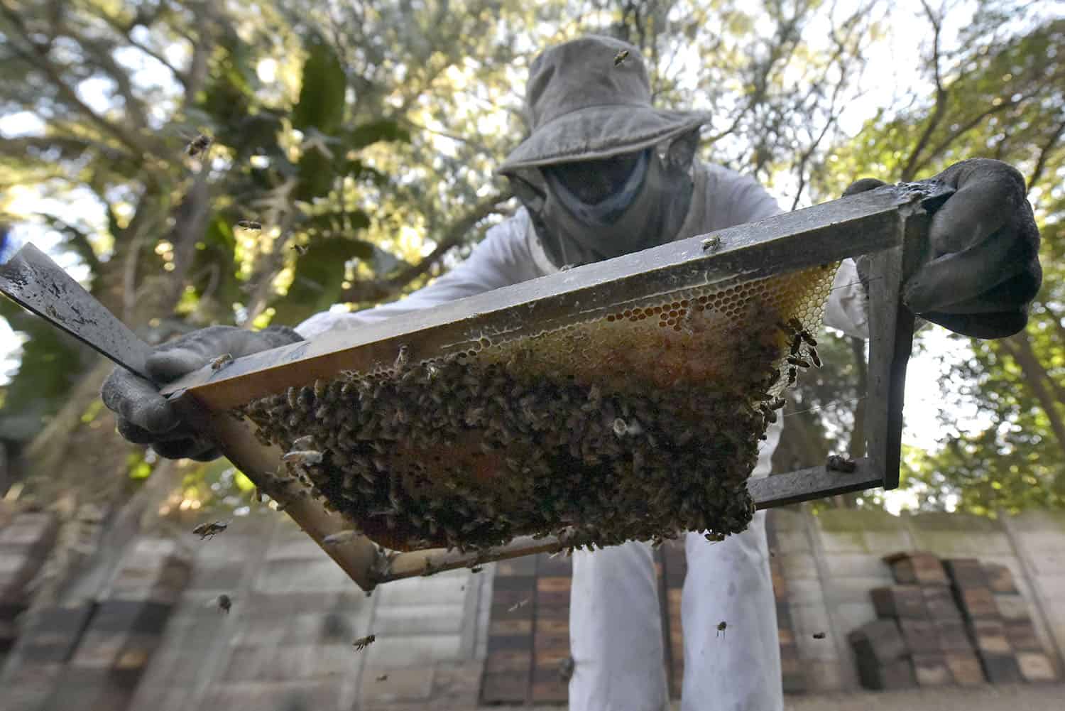 In pictures: From bee to honey - the honey making process.