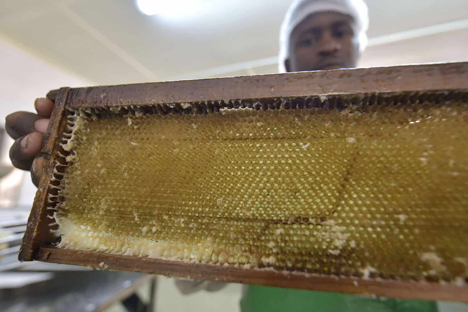 In pictures: From bee to honey - the honey making process.