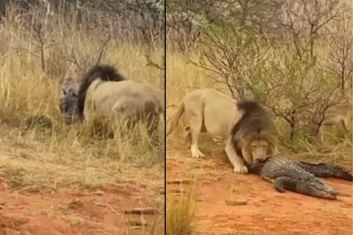 WATCH: 'Never seen anything like this' - Lion attacks angry crocodile