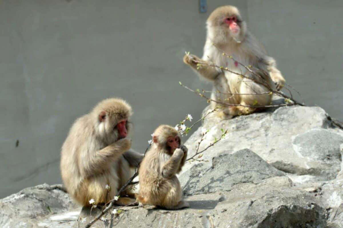 Marauding monkeys injure 42 in Japanese city