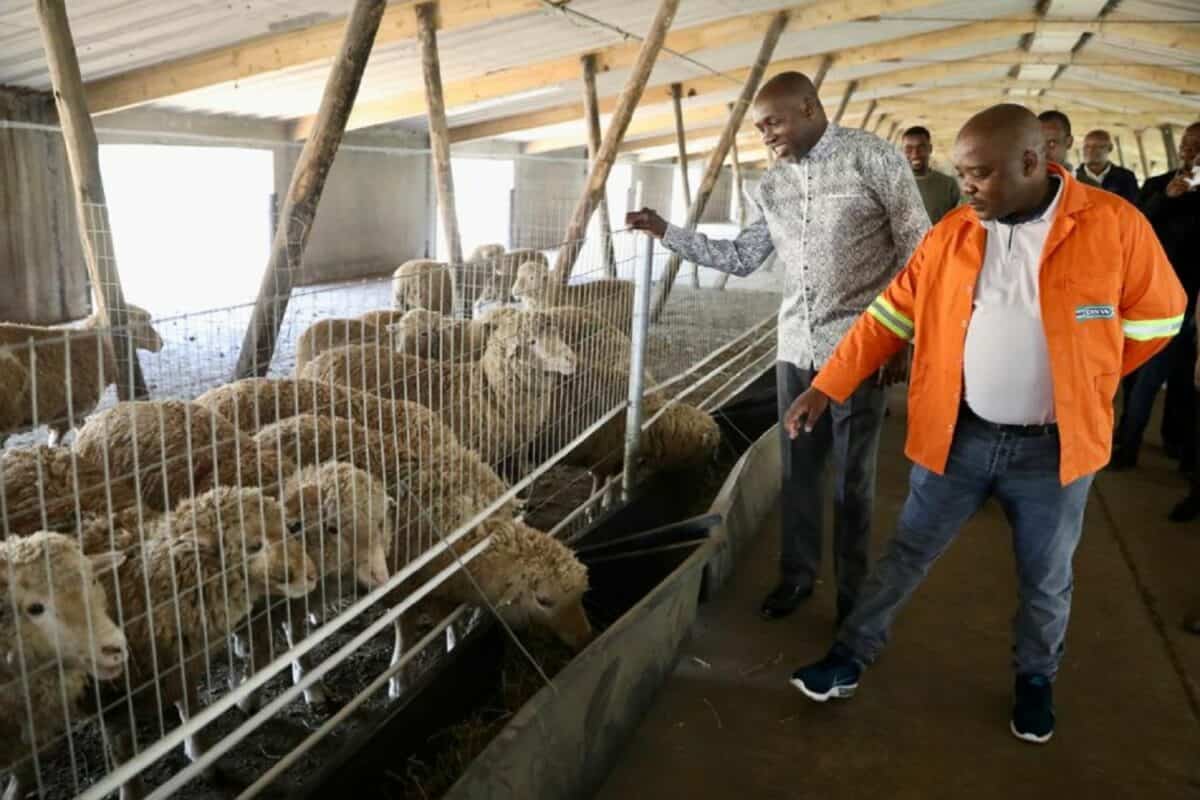 eThekwini municipality launches R3.5 million sheep breeding project