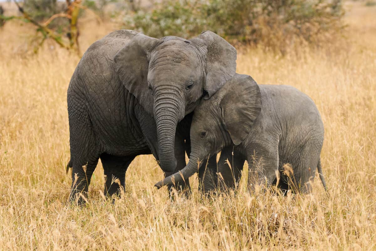 Experts continue blood sample testing amid elephant TB concerns