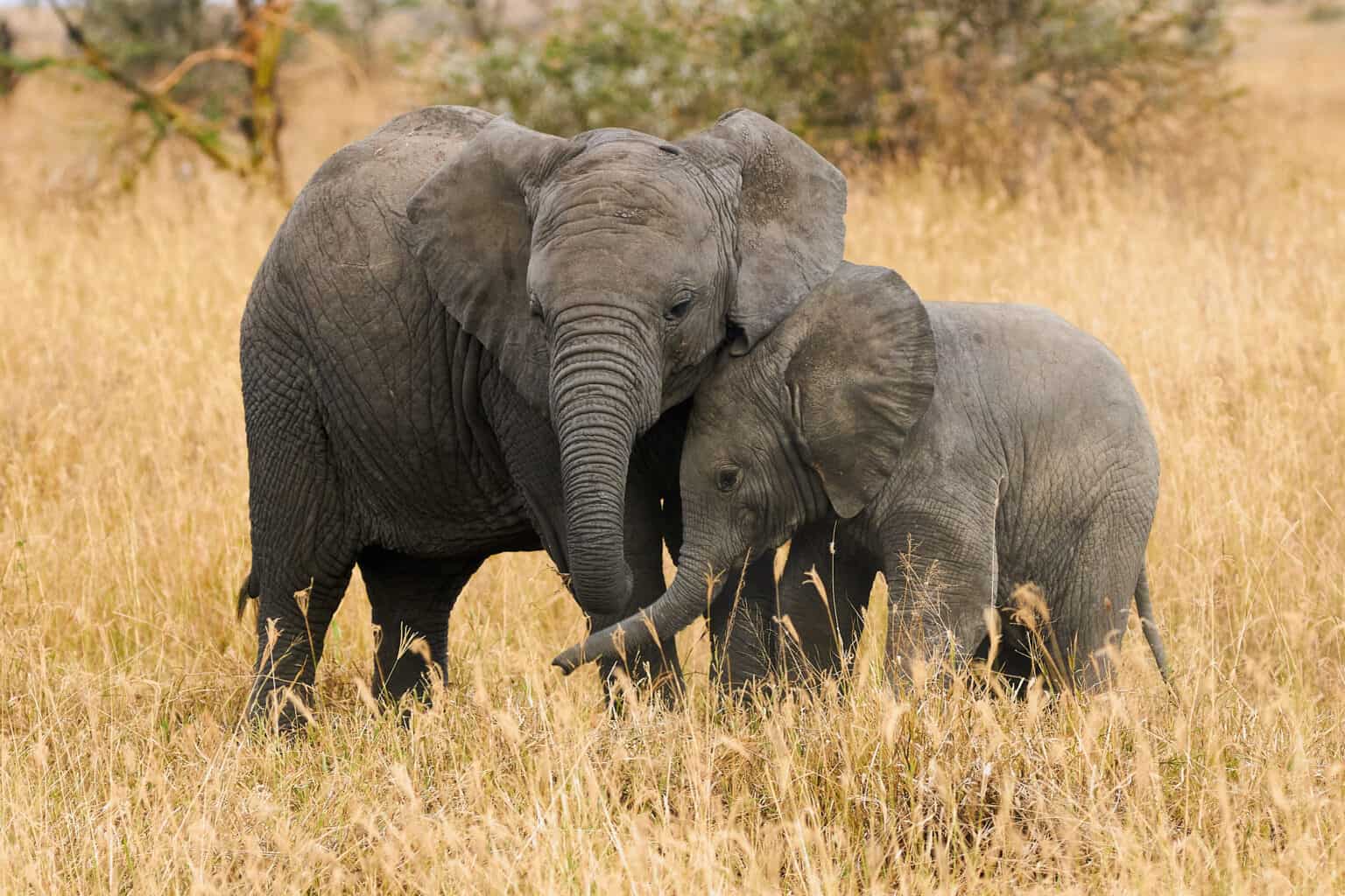 Experts continue blood sample testing amid elephant TB concerns