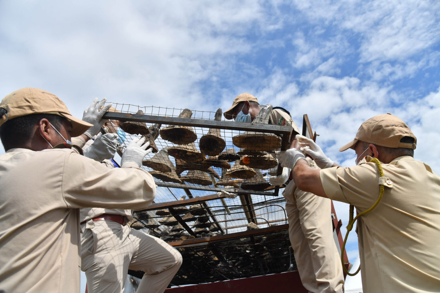 Poaching, horn trade declines but rhinos still in danger