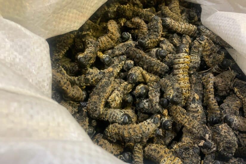 WATCH: Mopani worms are the future