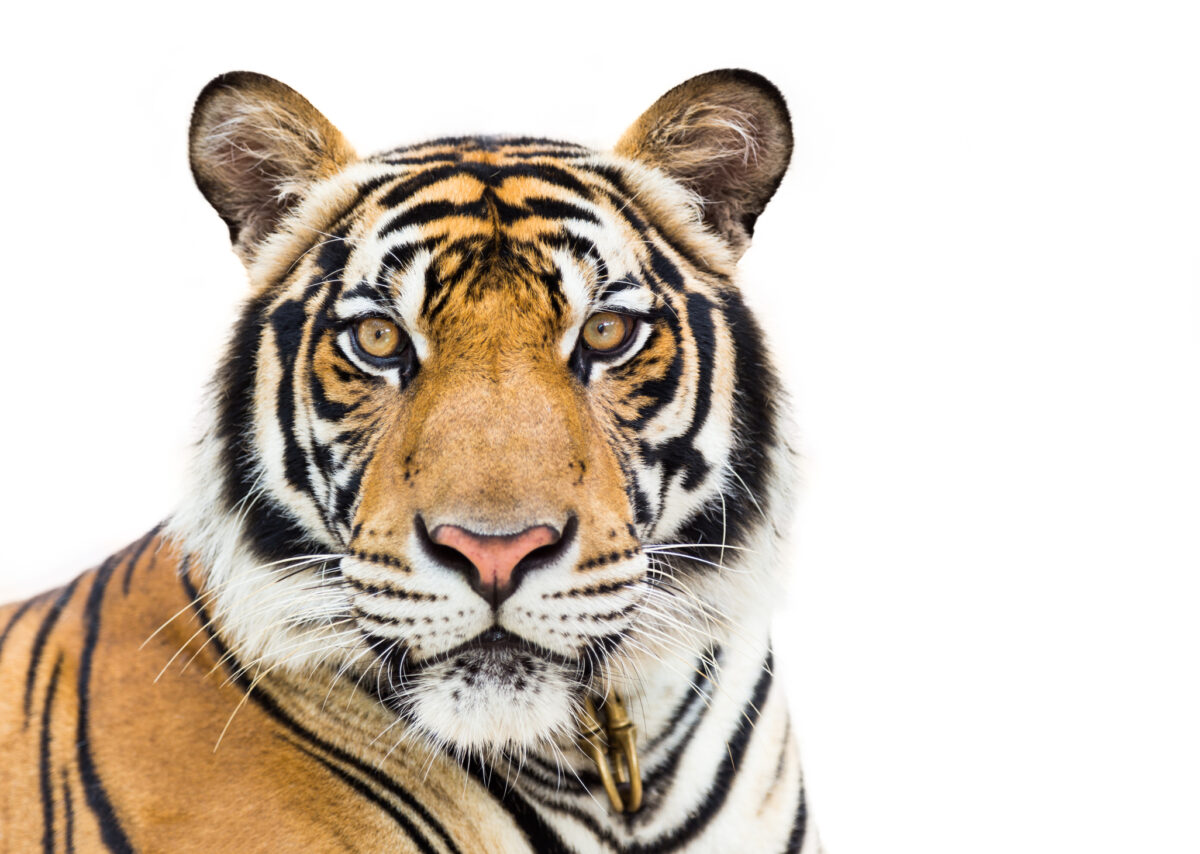 Earning its stripes: tech bid to crack tiger trade | The Citizen