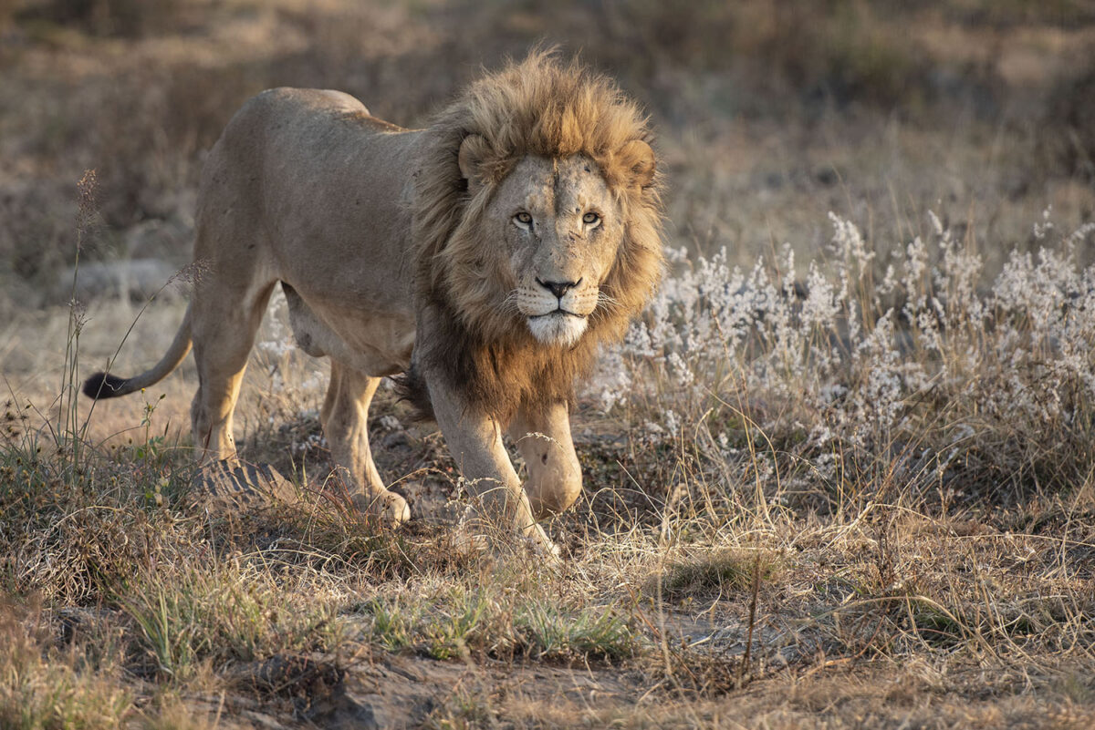 Another lion breaches broken Hluhluwe Imfolozi Park fence