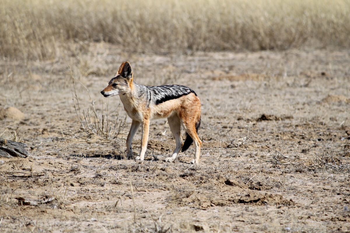 WATCH: Jackal hunting birds hunted by enterprising leopard | The Citizen