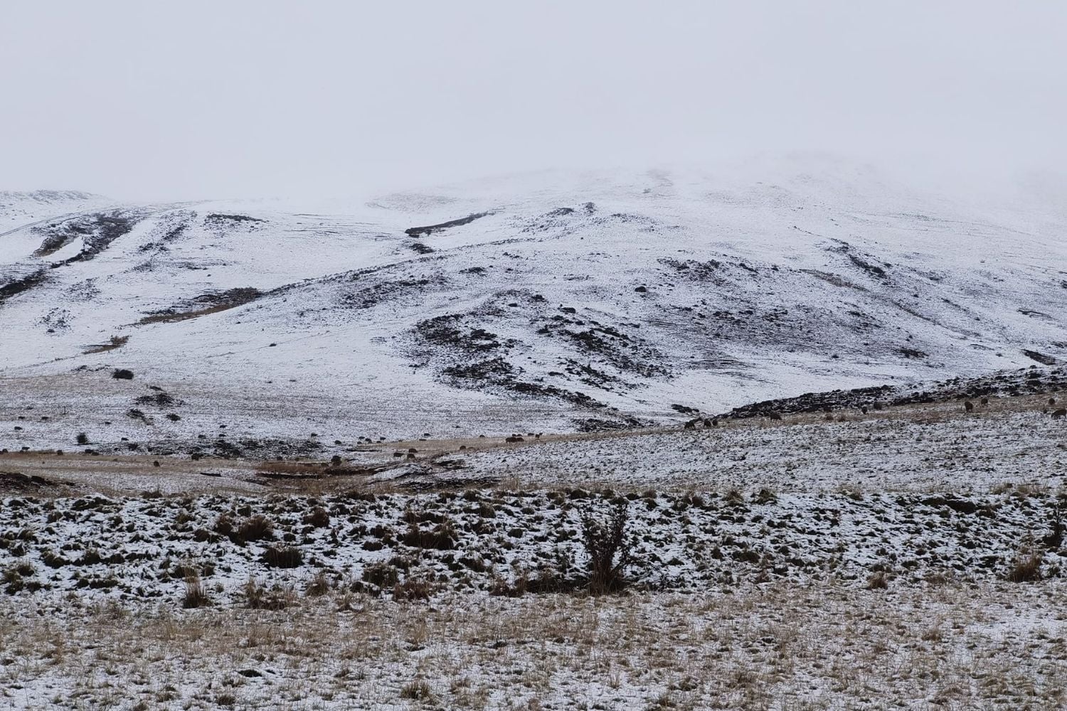 IN PICS: Snow turns KZN, Eastern Cape into spring wonderlands