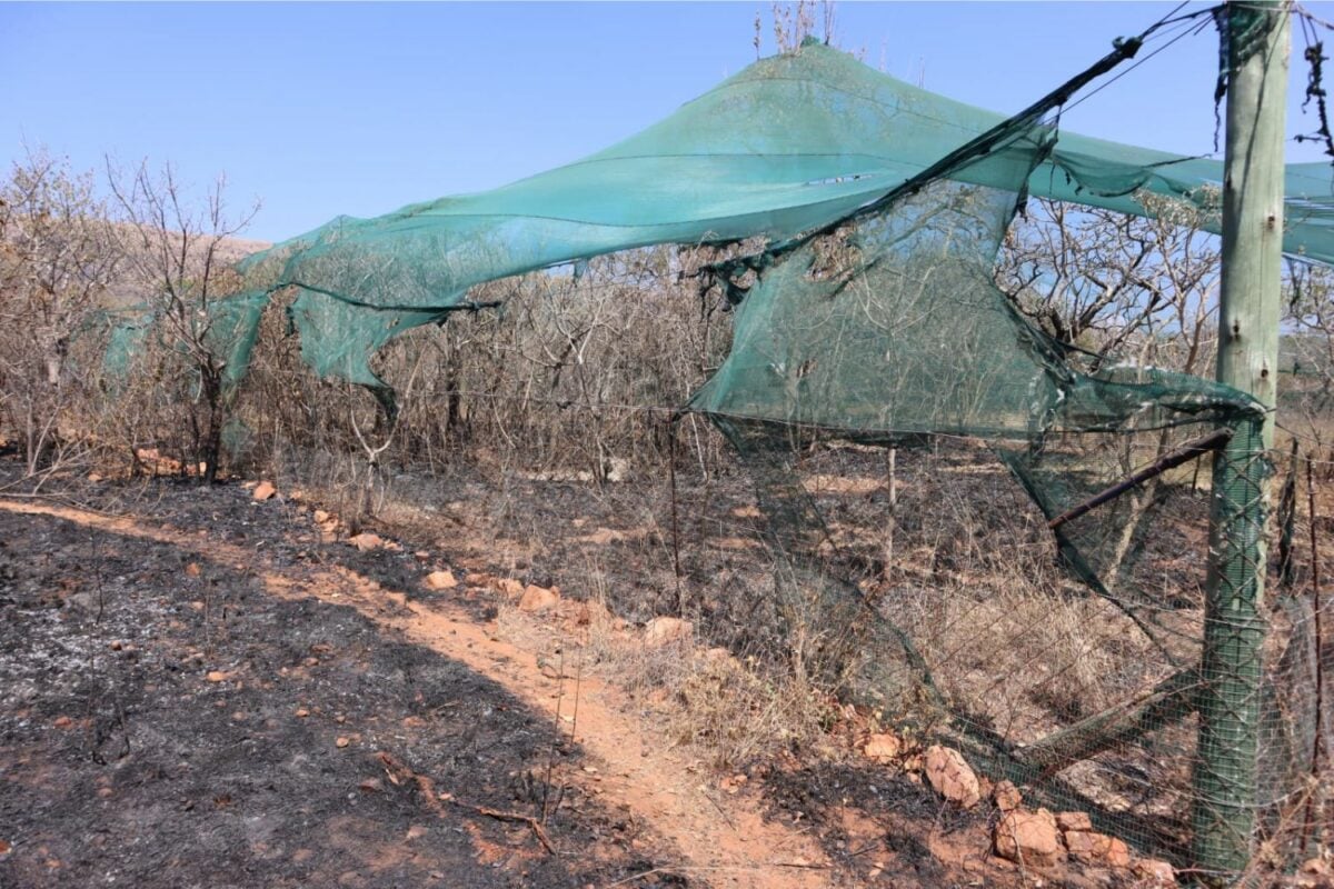 Rescue owls' wings clipped after fire cuts part of sanctuary