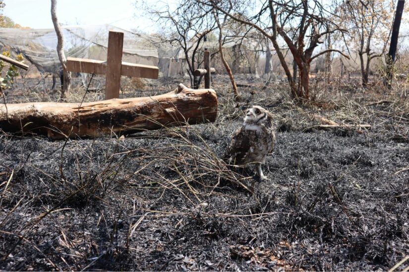 Rescue owls' wings clipped after fire cuts part of sanctuary