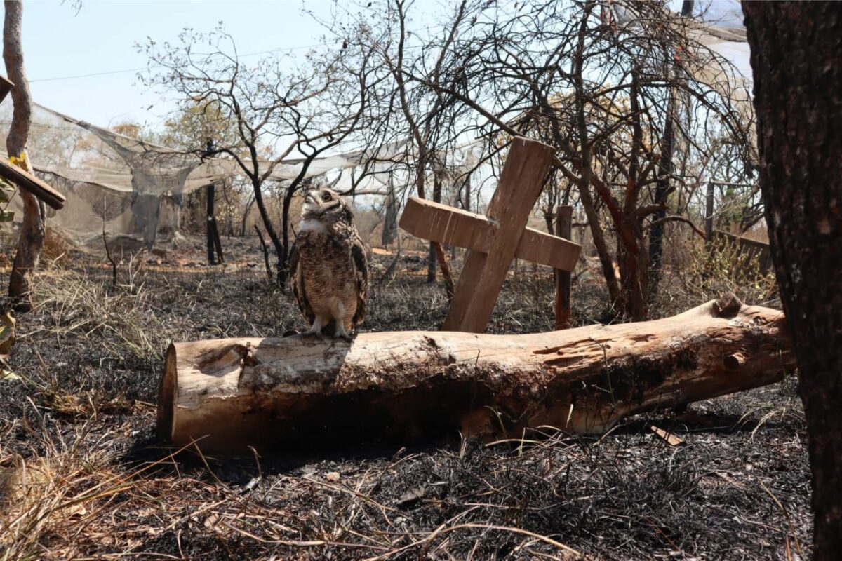 Rescue owls' wings clipped after fire cuts part of sanctuary