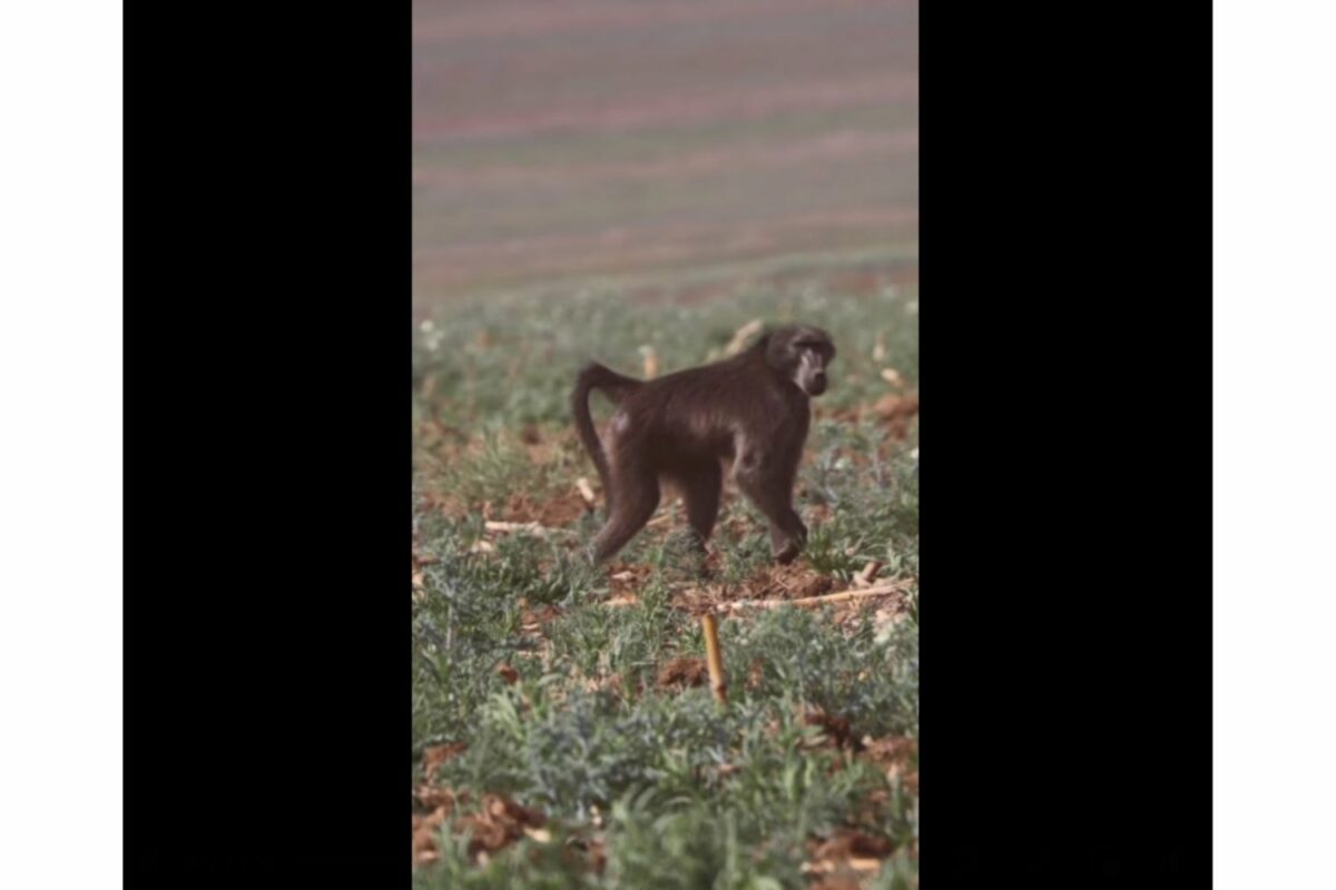 Elon the baboon's 15-day trek through Joburg and Ekurhuleni