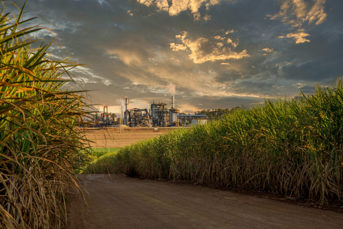 Sugar industry could, and should, shift to other outlets for its ...