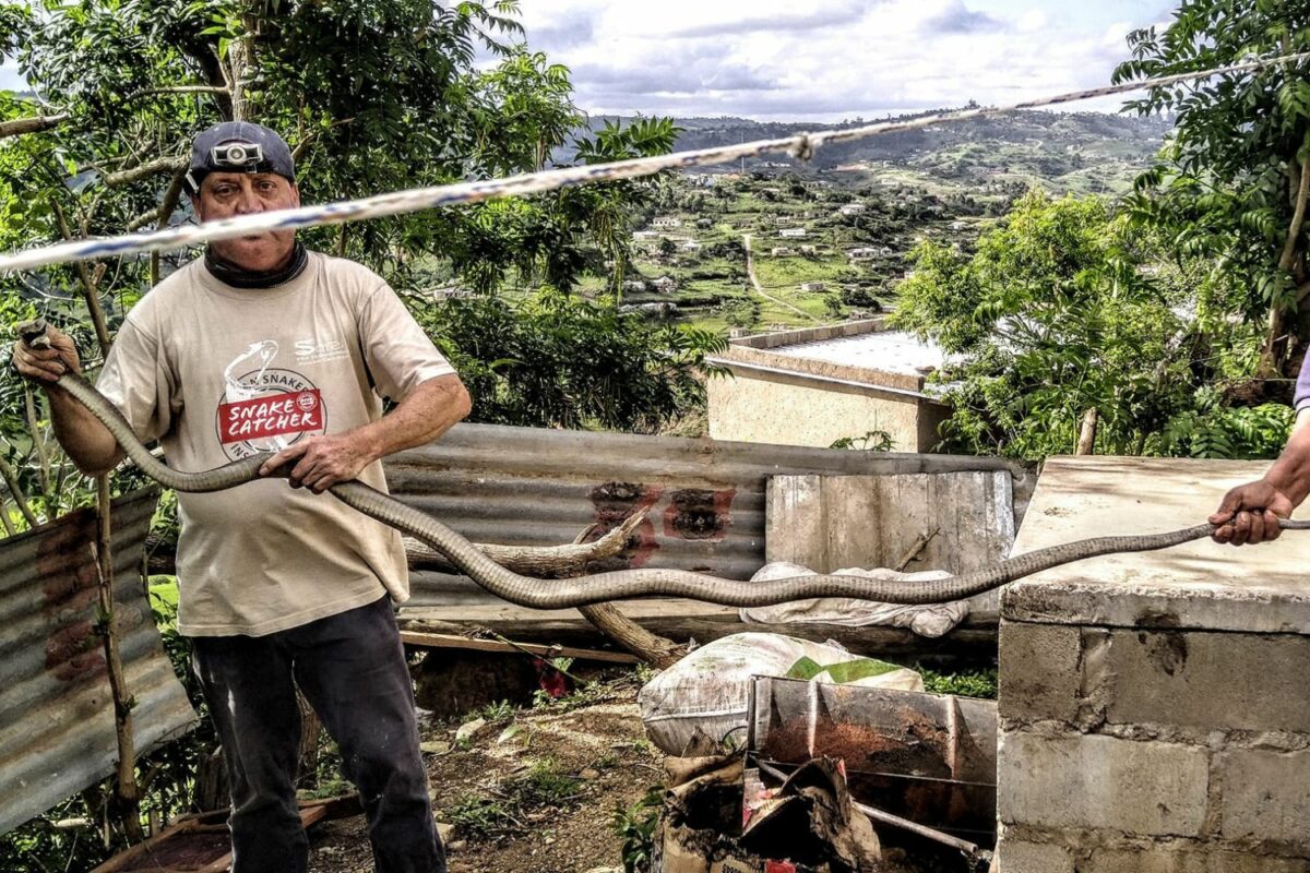 KZN snake catcher bags monster black mamba | The Citizen