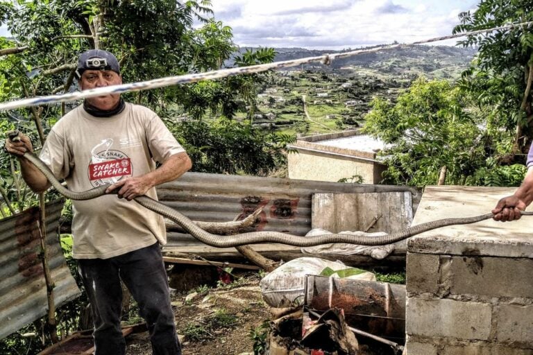KZN snake catcher bags monster black mamba | The Citizen