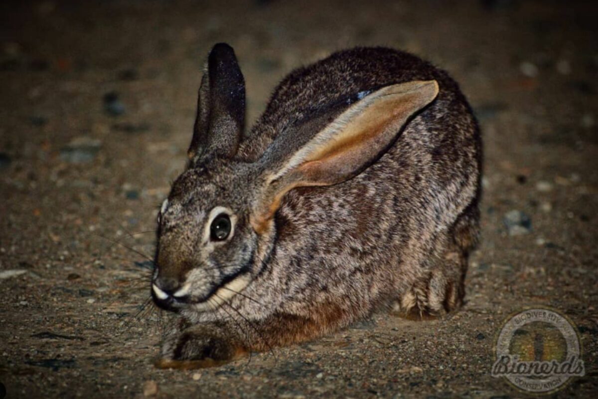 Disease causing mass rabbit deaths identified