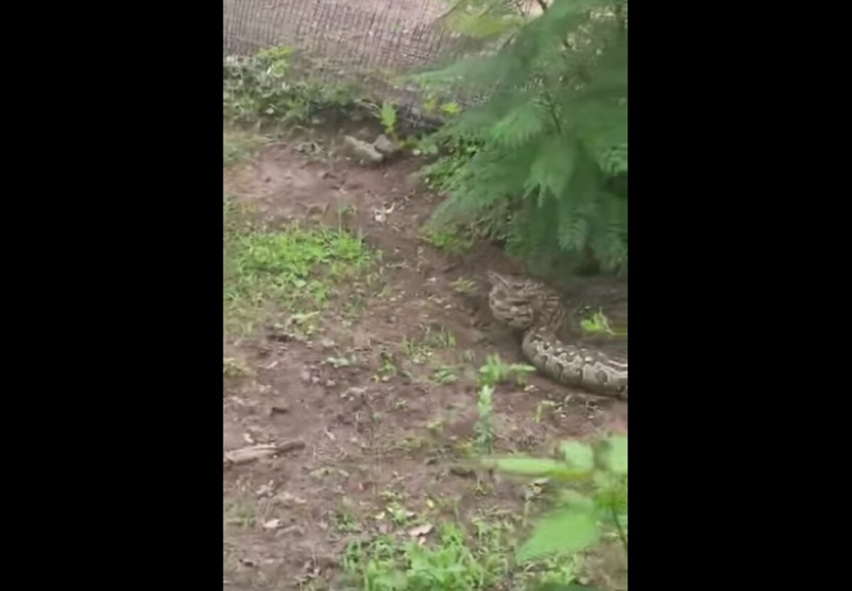 WATCH: Southern African rock python captured in KZN - but not without a ...