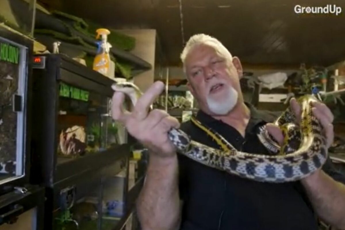 WATCH: Snake handler caught twice as many snakes this season. Here's why
