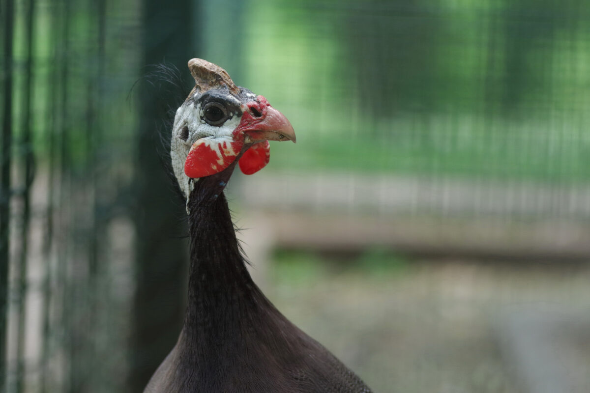 Pranked by a guinea fowl | The Citizen