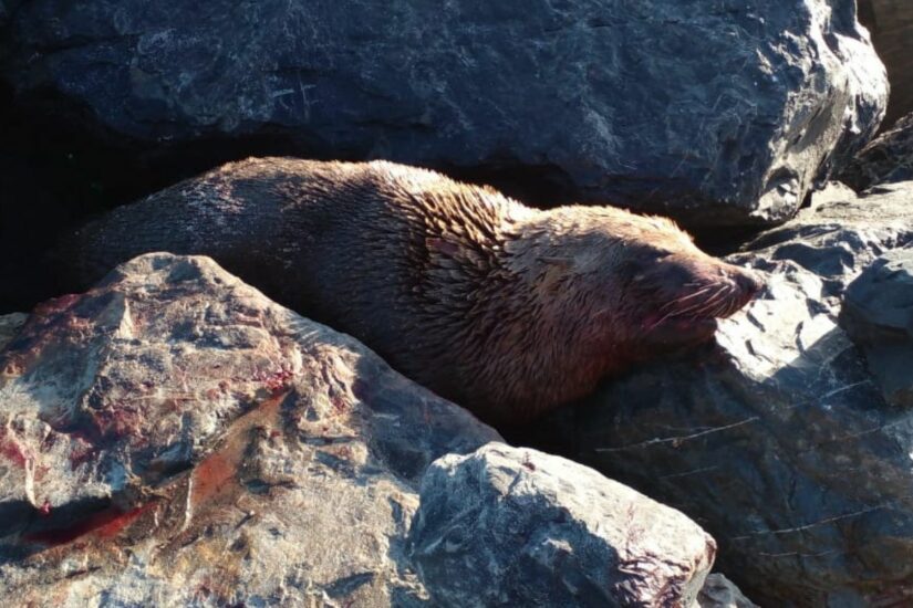 ‘It made my blood run cold’: Attack on seal at Cape Town beach condemned