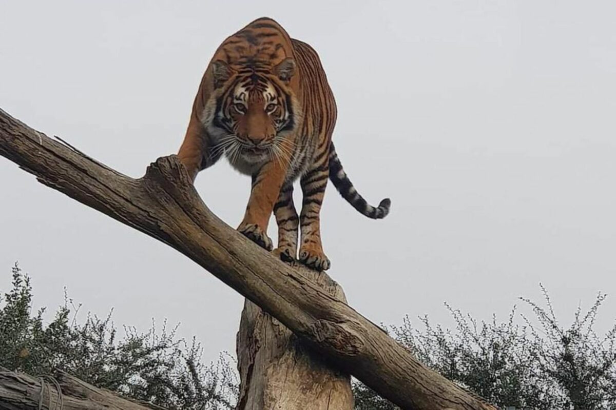 Sheba the tiger close to being captured