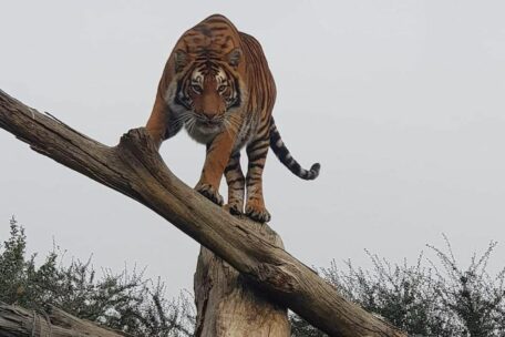 Sheba the tiger close to being captured