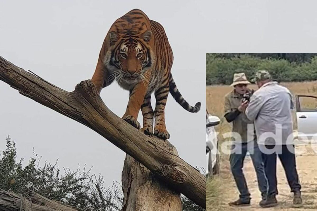 Sheba the tiger's irate owner's confrontation with photographer