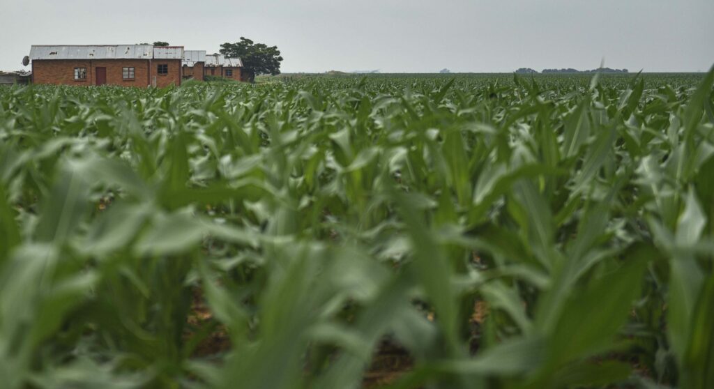 Load shedding: 181 000 hectares of crop could be damaged