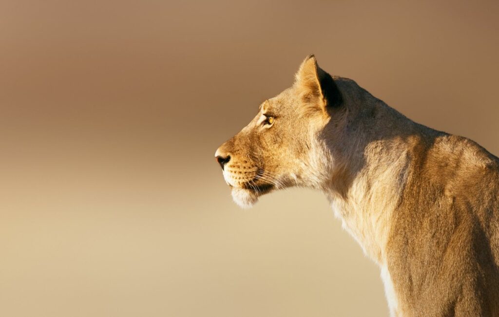 Lion on the loose in North West found and shot by farmer
