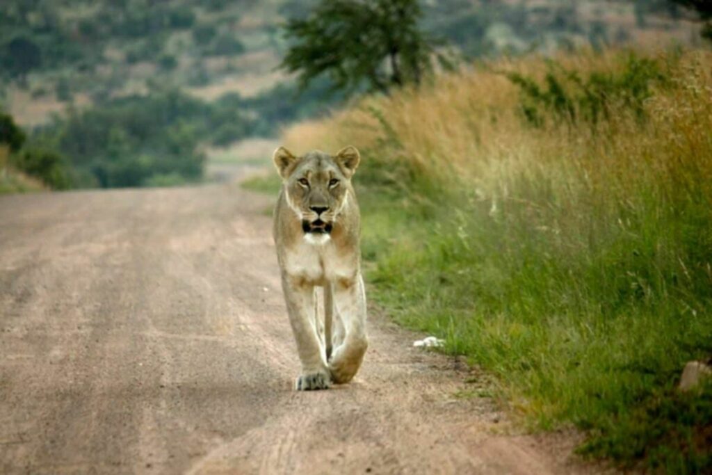 Lion on the loose in the North West after jumping off back of bakkie