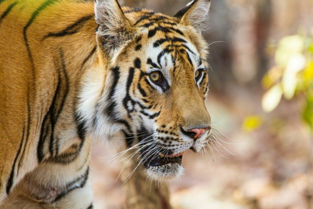 WATCH: Another tiger on the loose in Gauteng | The Citizen