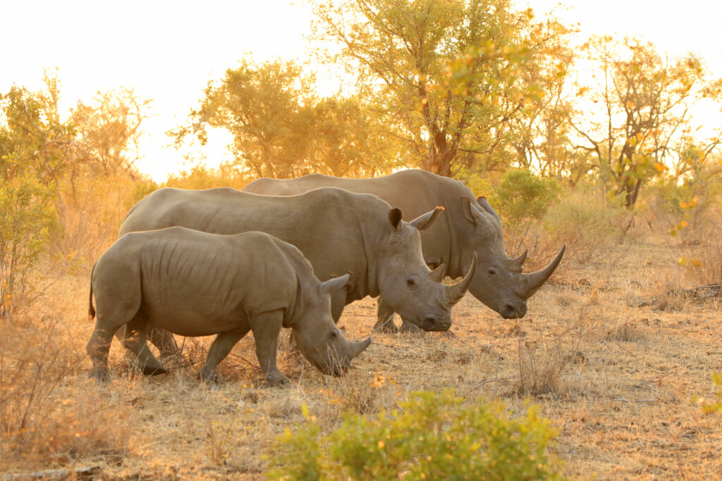 SA's largest Rhino breeding, conservation project to be auctioned