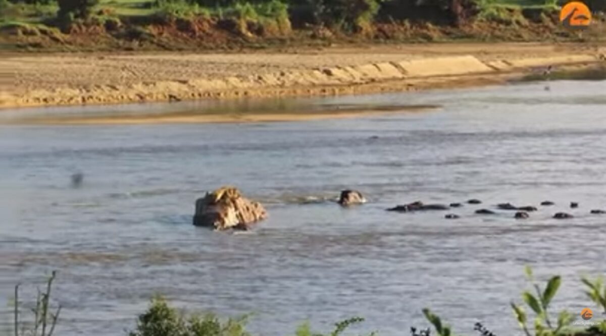 WATCH: Hippos vs Lion: When predator becomes prey