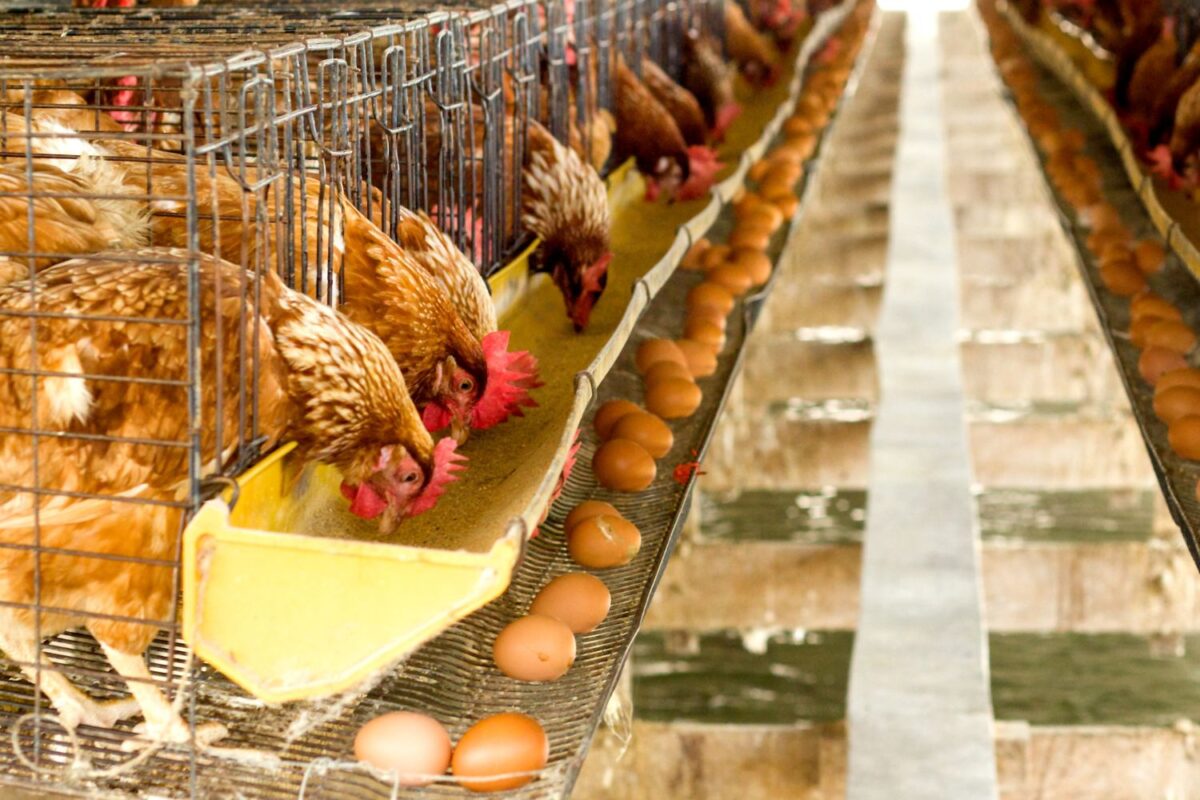 SA poultry edges closer to being a R60bn industry