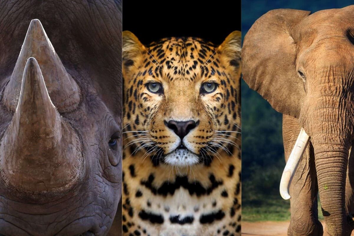 The conundrum of trophy hunting | The Citizen