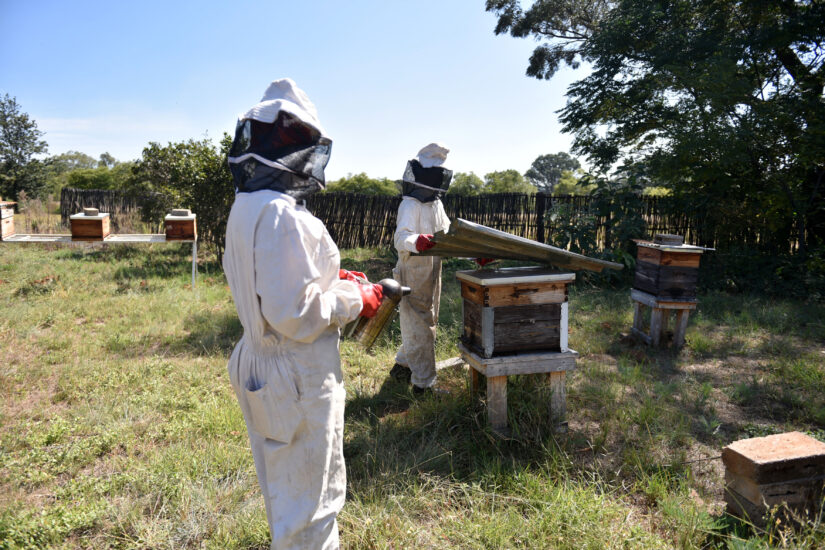 Bees are helping me through a terminal auto-immune disease
