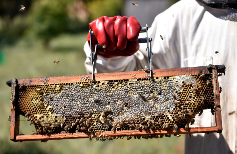 Bees are helping me through a terminal auto-immune disease