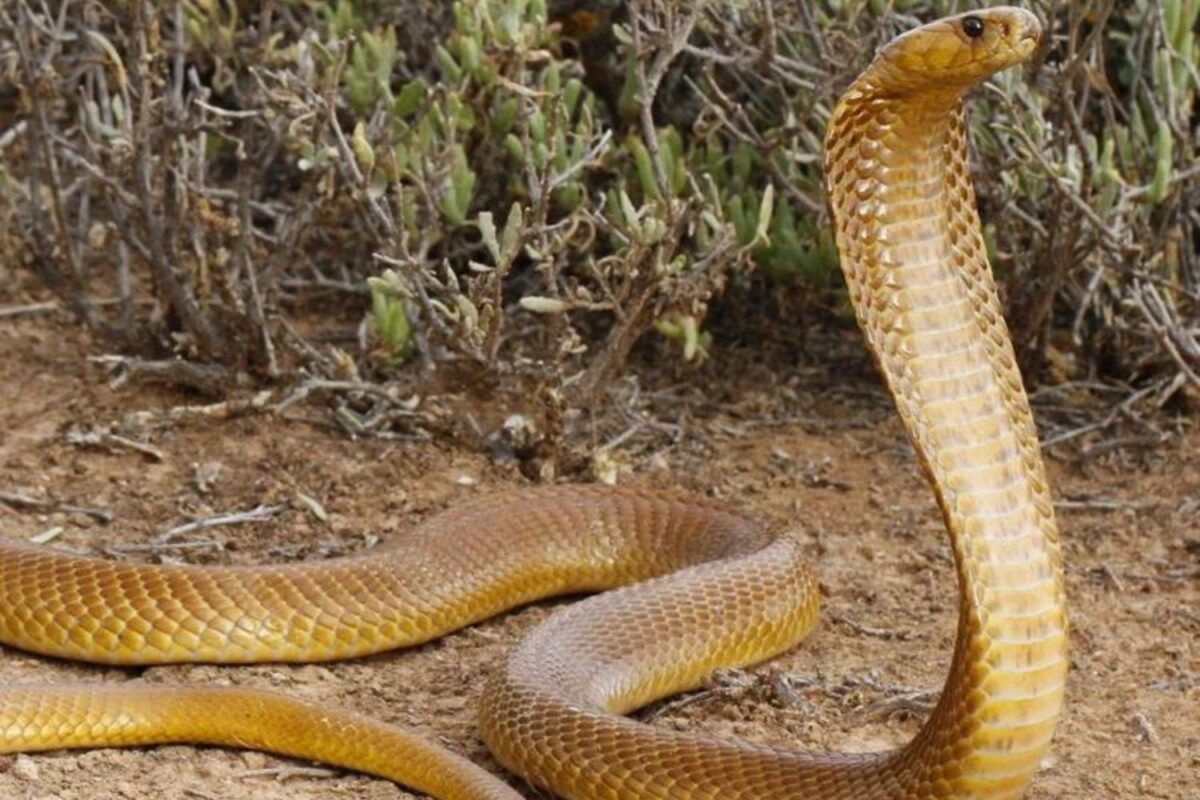 Pilot applauded for remaining calm after Cobra found in cockpit