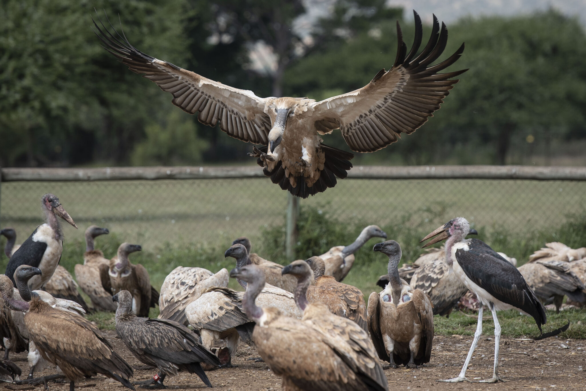 Vultures circle on verge of extinction as threats grow | The Citizen