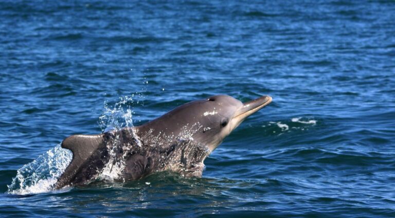 'Broken jaw' mystery: Study to boost conservation effort for humpback ...