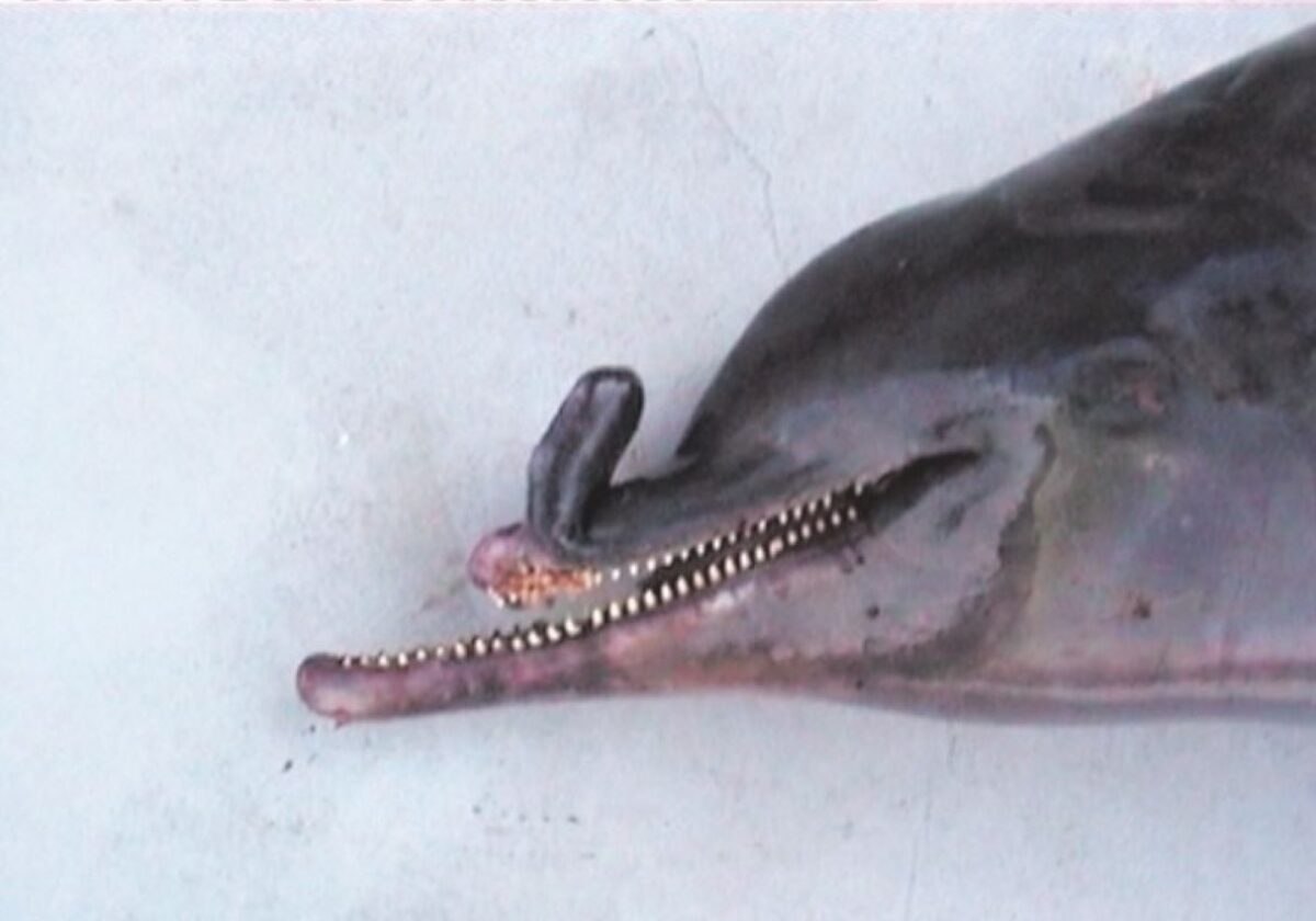 'Broken jaw' mystery: Study to boost conservation effort for humpback ...