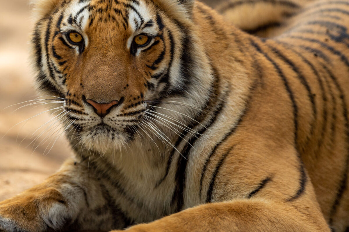 Sheba the tiger close to being captured