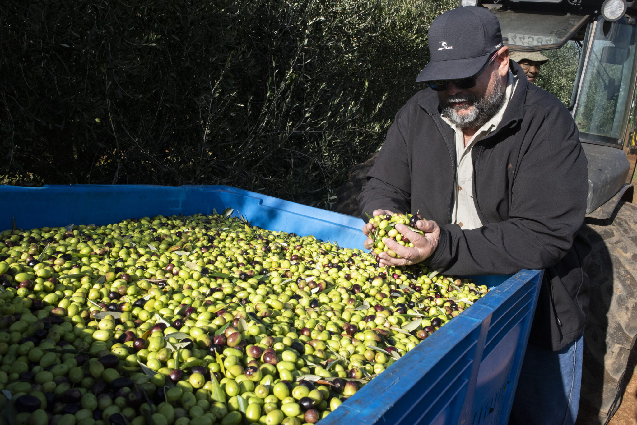 SA presses for recognition of its high-end olive oil | The Citizen