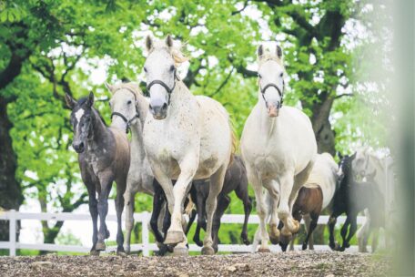Air dancers a sight to behold