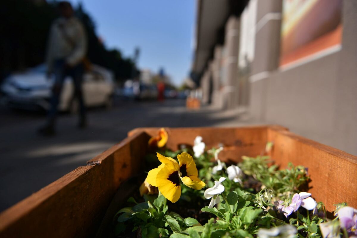 Flower power: Arcadia project a blooming success | The Citizen