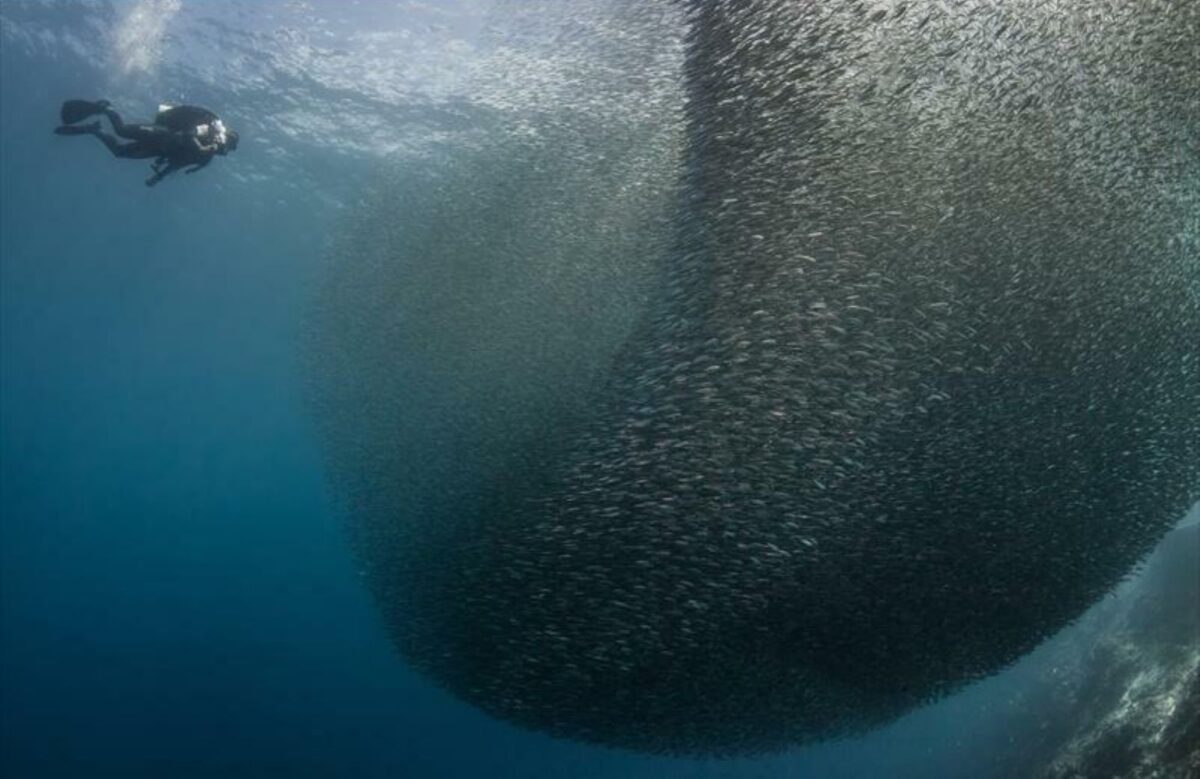‘Greatest Shoal on Earth’: Stage set for Sardine Run | The Citizen
