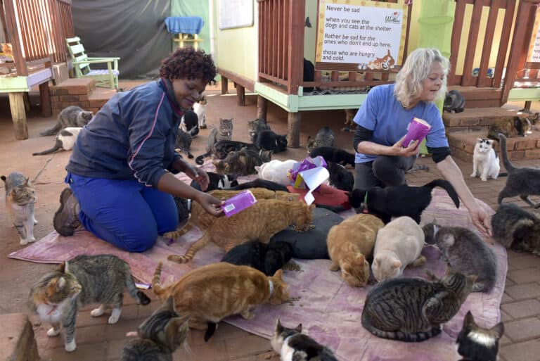 700 people inquire about volunteering at Wollies Animal Shelter